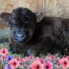 Buy Mini Cattle - Casilia Ranch
