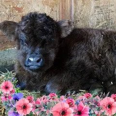 Buy Mini Cattle - Casilia Ranch