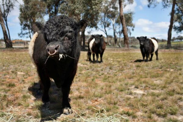 Mini Highland - Buy Mini Cattle
