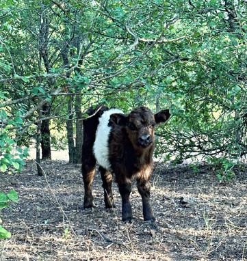 Our Sale Barn - Buy Mini Cattle