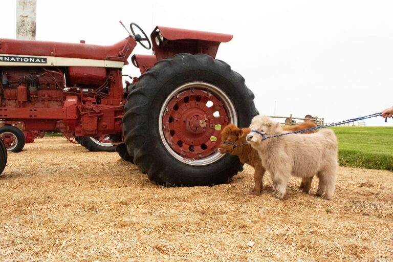 Teacup Mini Highland Cow - Buy Mini Cattle