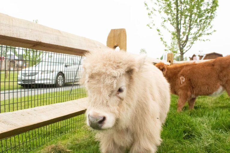 Teacup Mini Highland Cow - Buy Mini Cattle