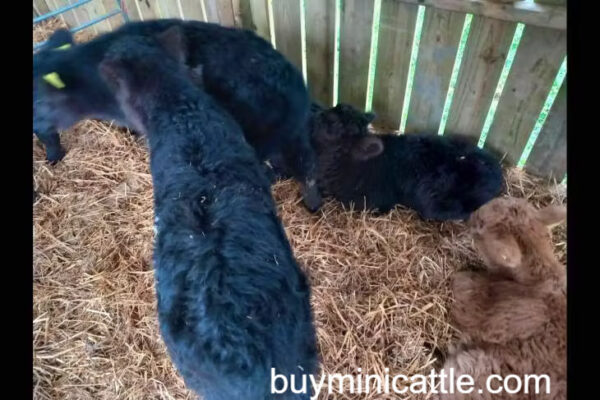 Teacup Mini Highland Cow - Buy Mini Cattle