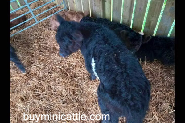Teacup Mini Highland Cow - Buy Mini Cattle