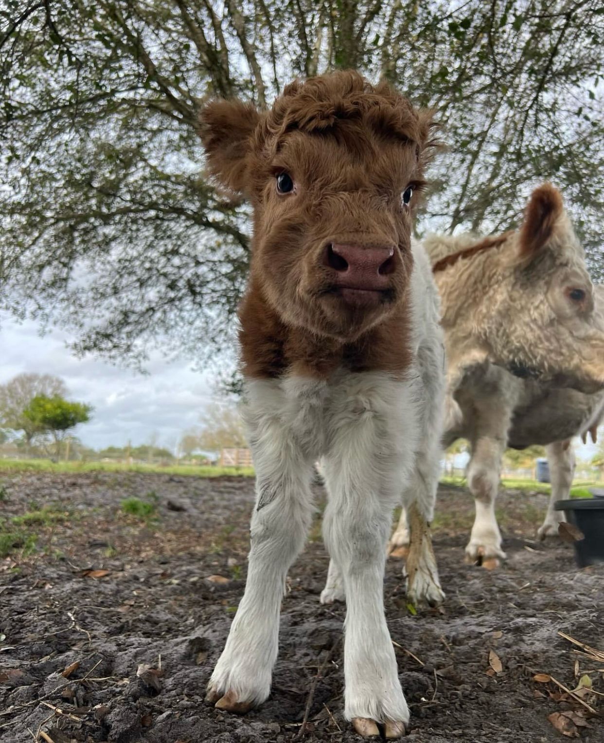 Mini Cows For Sale UK - Casilia Ranch